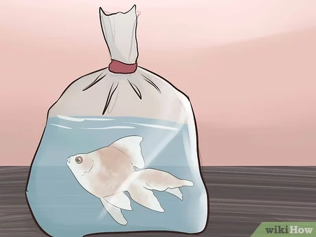 How do you transport fish for 6 hours?