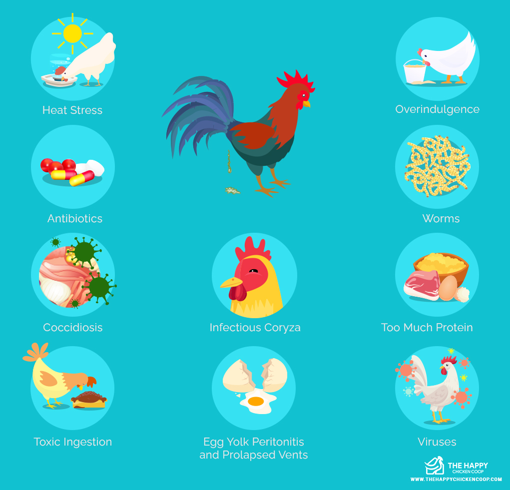 How do you treat diarrhea in chickens?