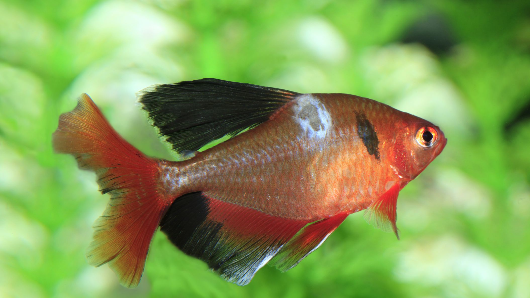 How do you treat Saprolegnia in fish?