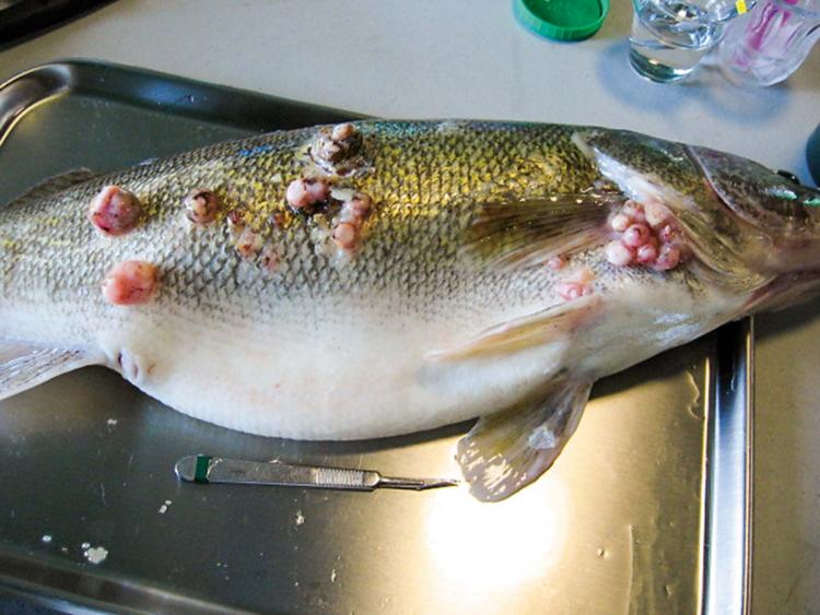 How do you treat warts on fish?