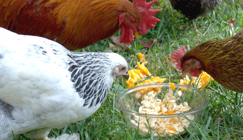How do you treat worms in chickens naturally?