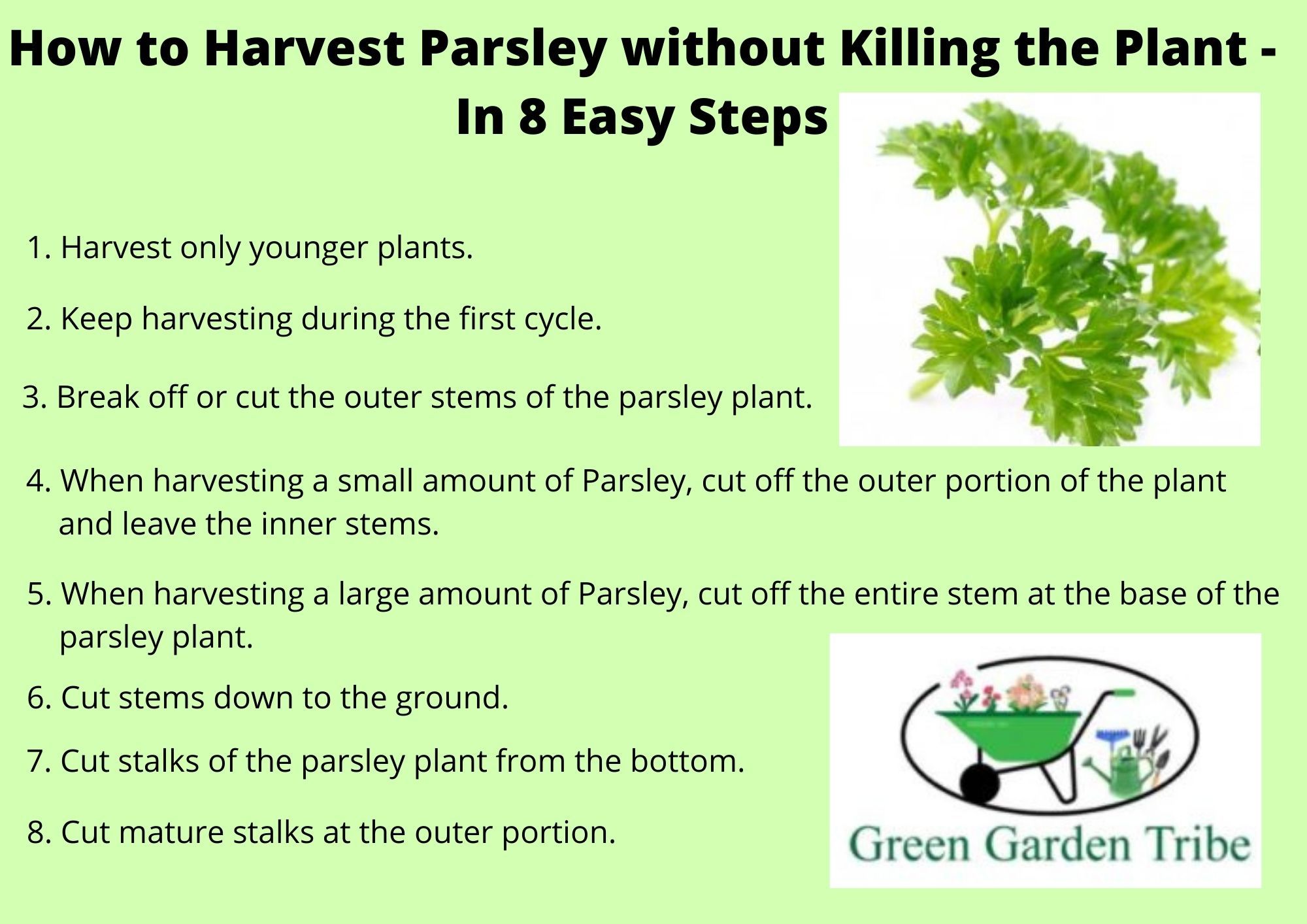 How do you trim a parsley plant without killing it?