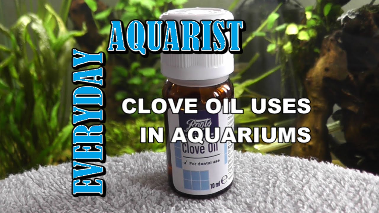 How do you use clove oil as anesthetizing fish?