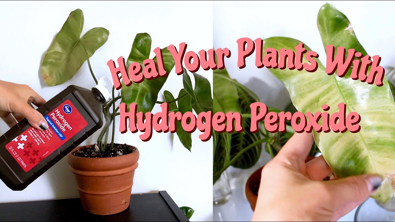 How do you use hydrogen peroxide for indoor plants?