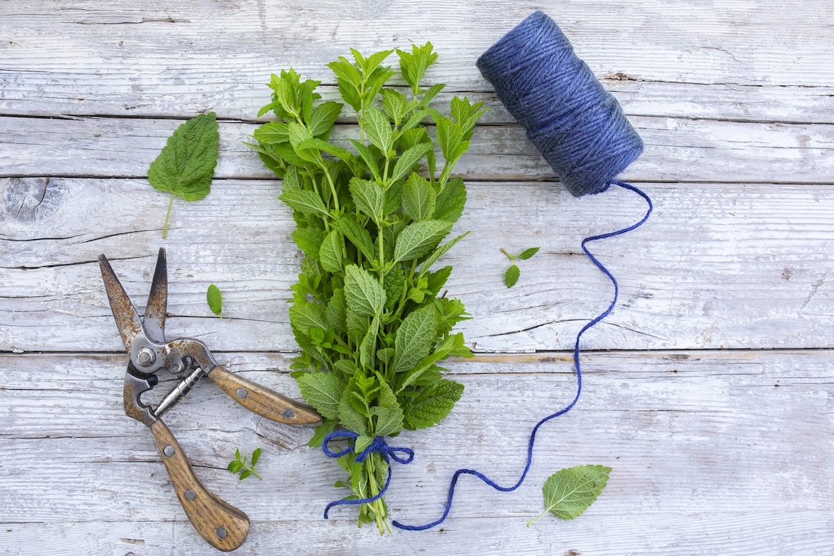 How do you wash herbs before drying them out?