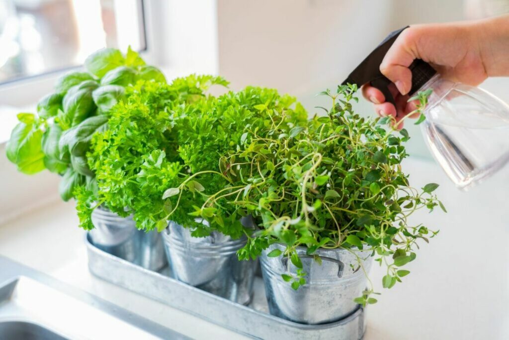 How do you water parsley plants?