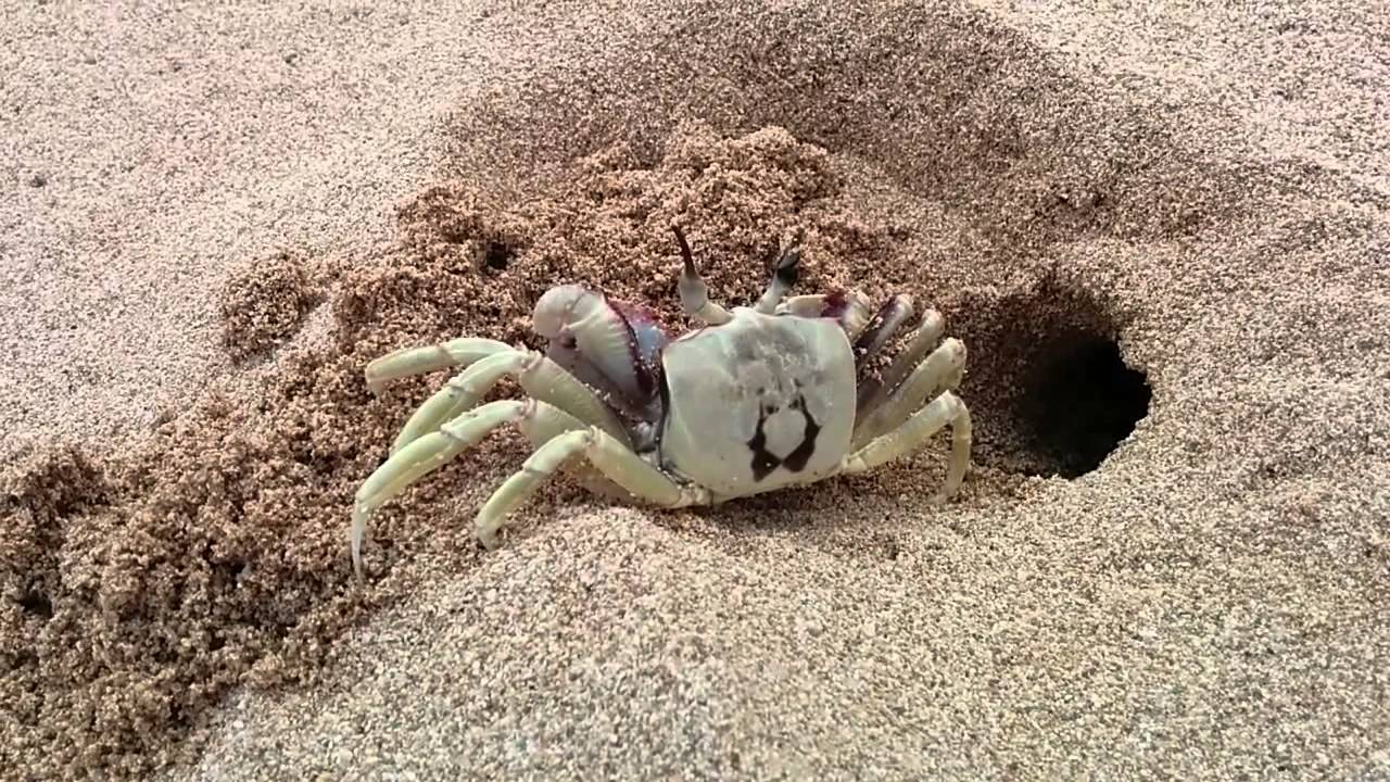 How does a crab dig in the sand?