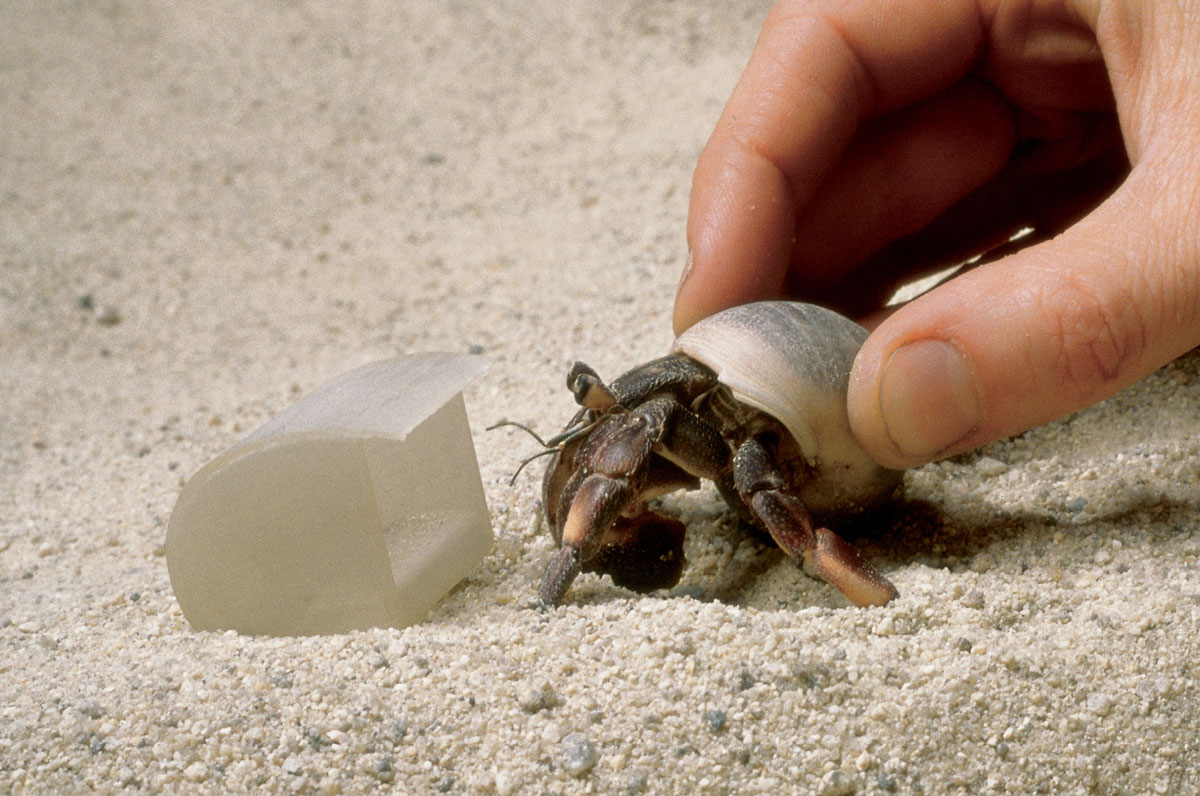 How does a crab shell help it survive?