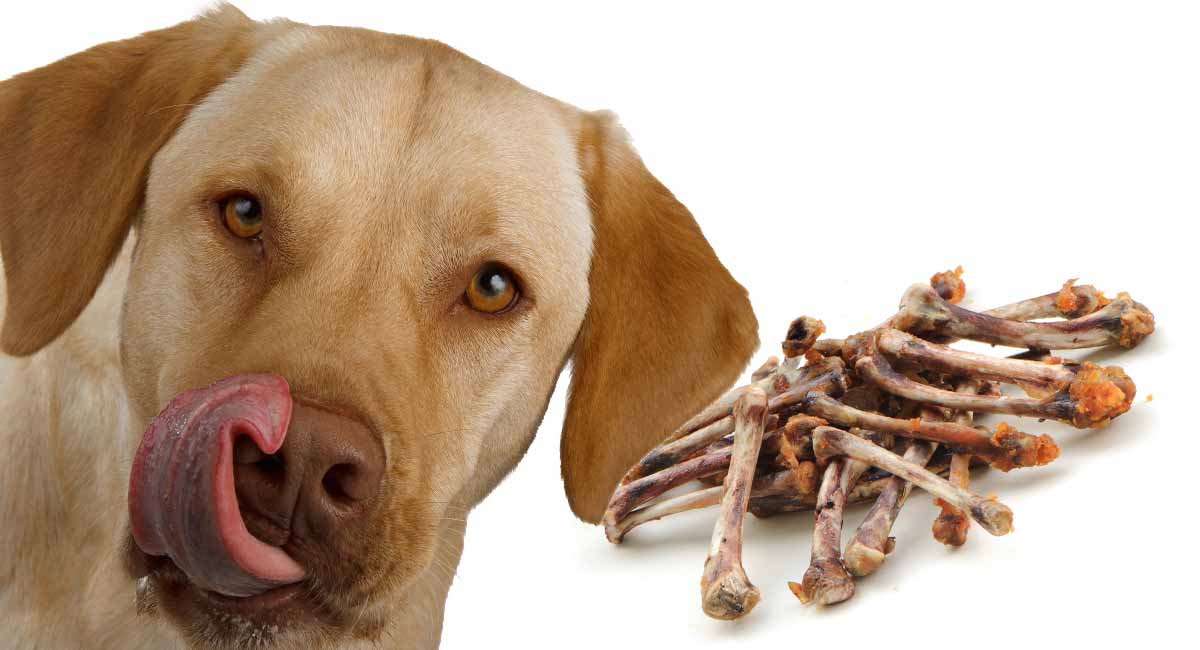 How does a dog act after eating a chicken bone?