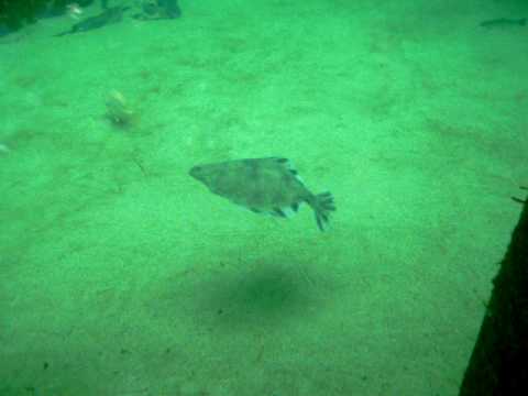 How does a flatfish swim?