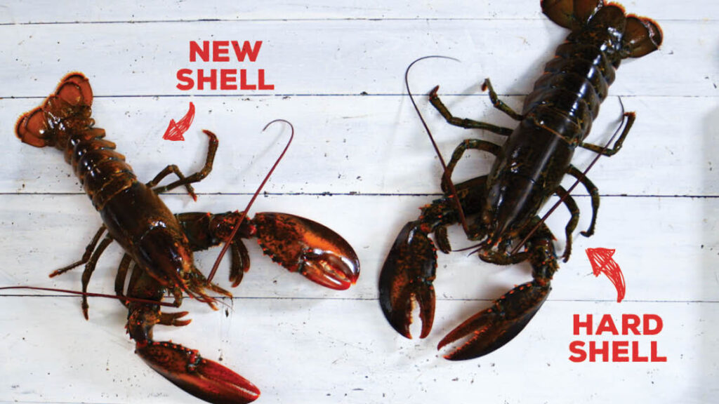 How does a lobster get a new shell?