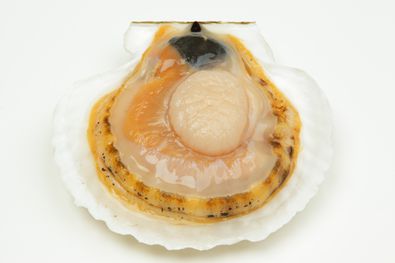 How does a scallop feed?