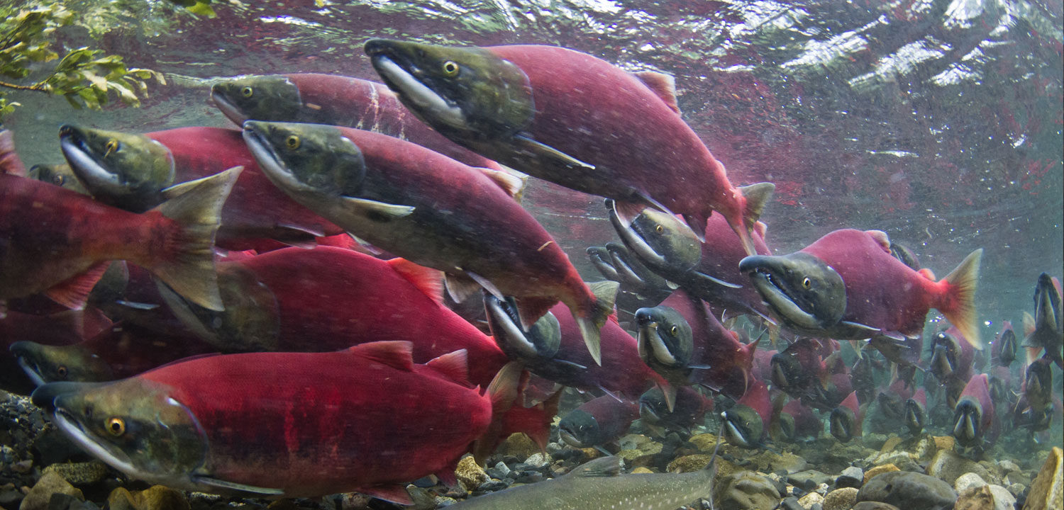 How does Alaska protect salmon?