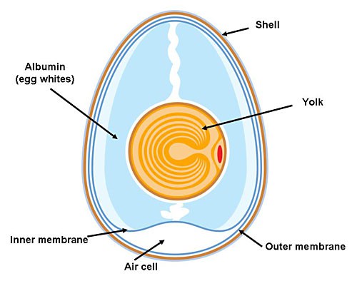 How does an egg get its shell?