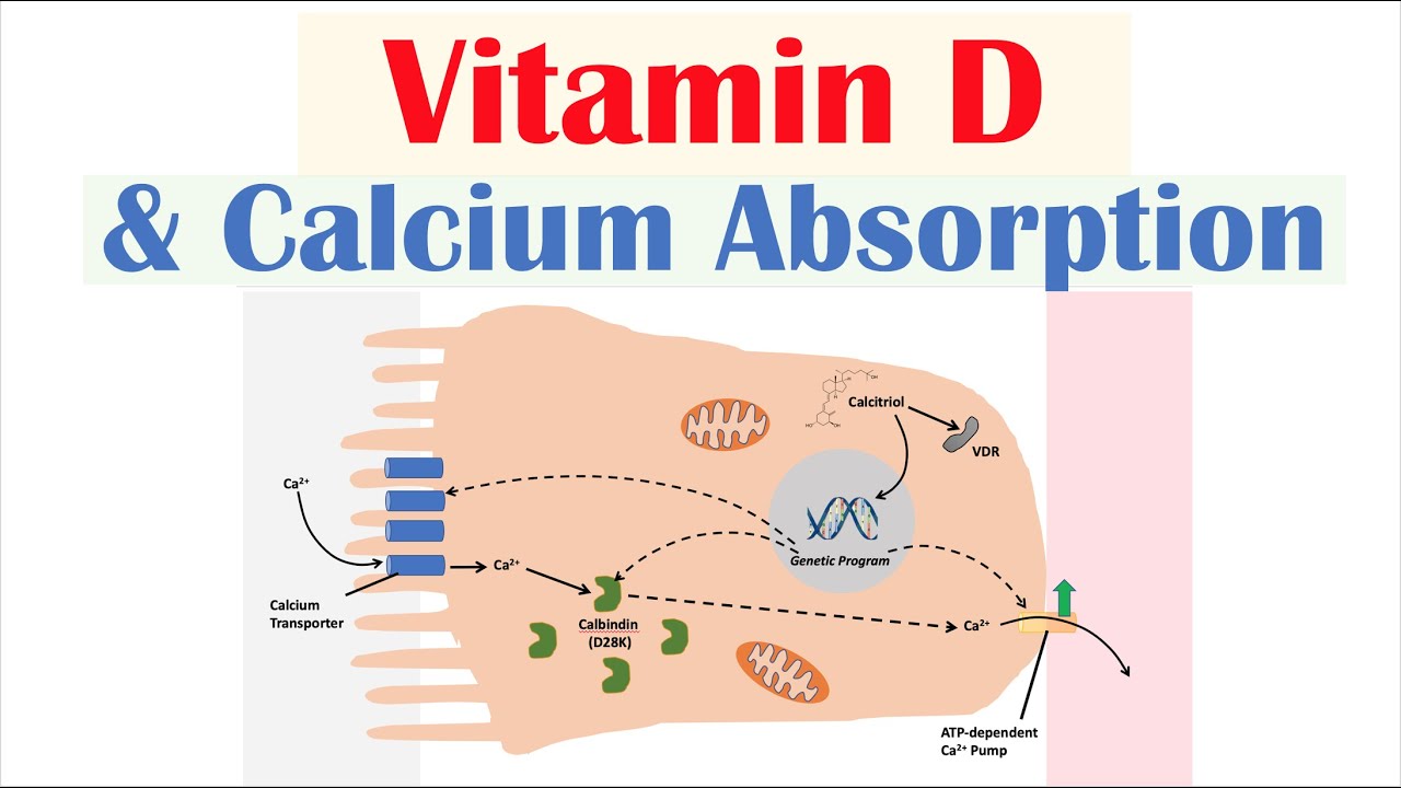 How does calcium absorption work?
