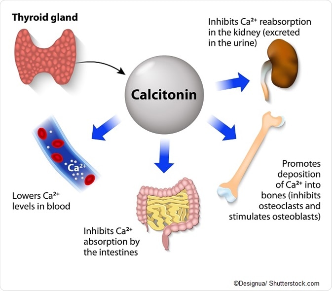 How does calcium work in the body?