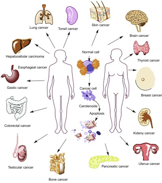 How does carotenoids affect the body?