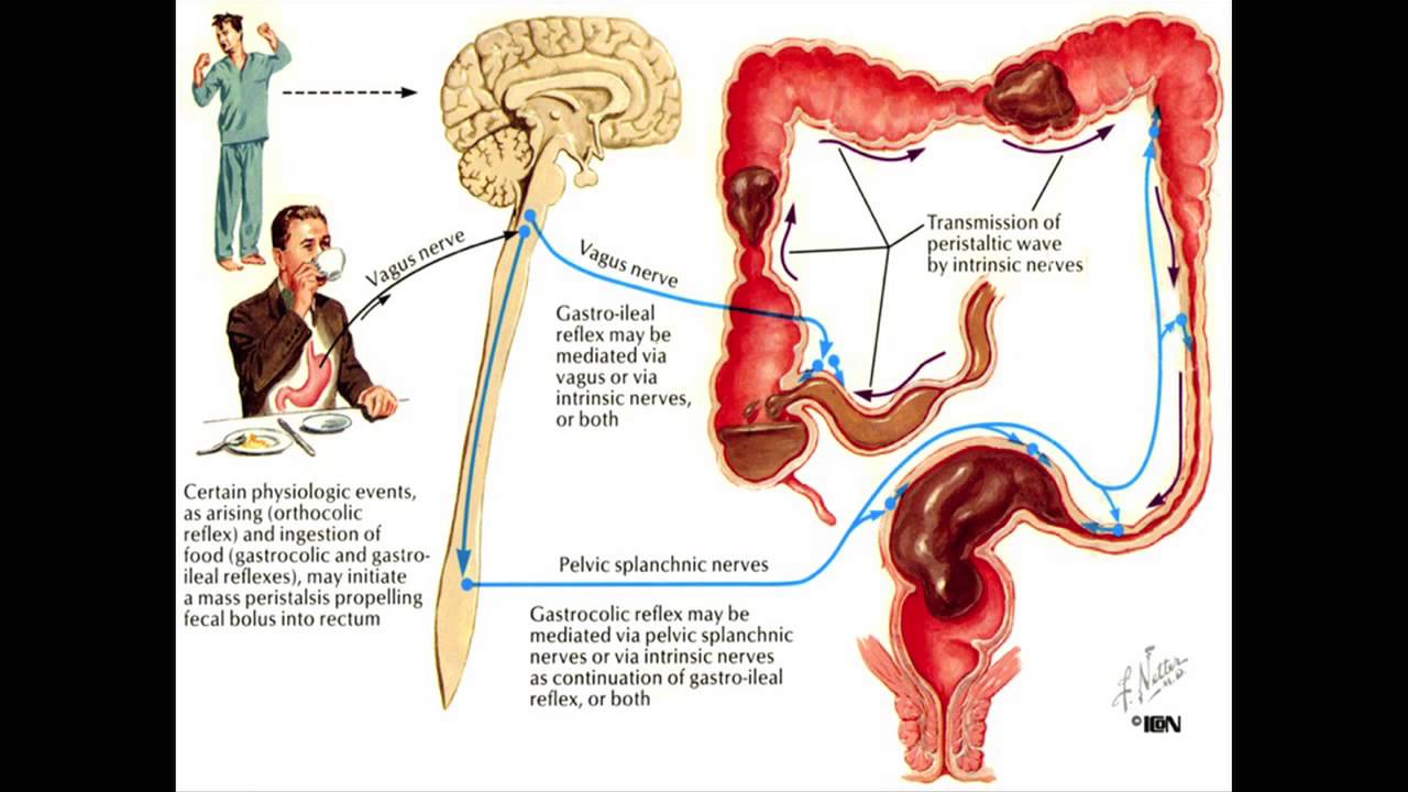 How does constipation affect the colon?