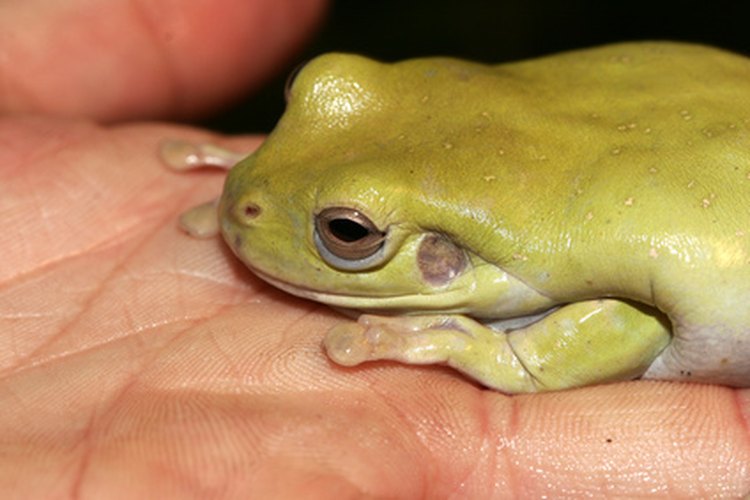 How does countershading help a frog?