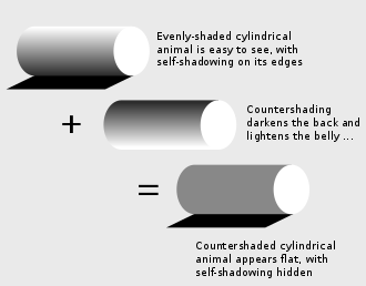 How does countershading help an animal survive?