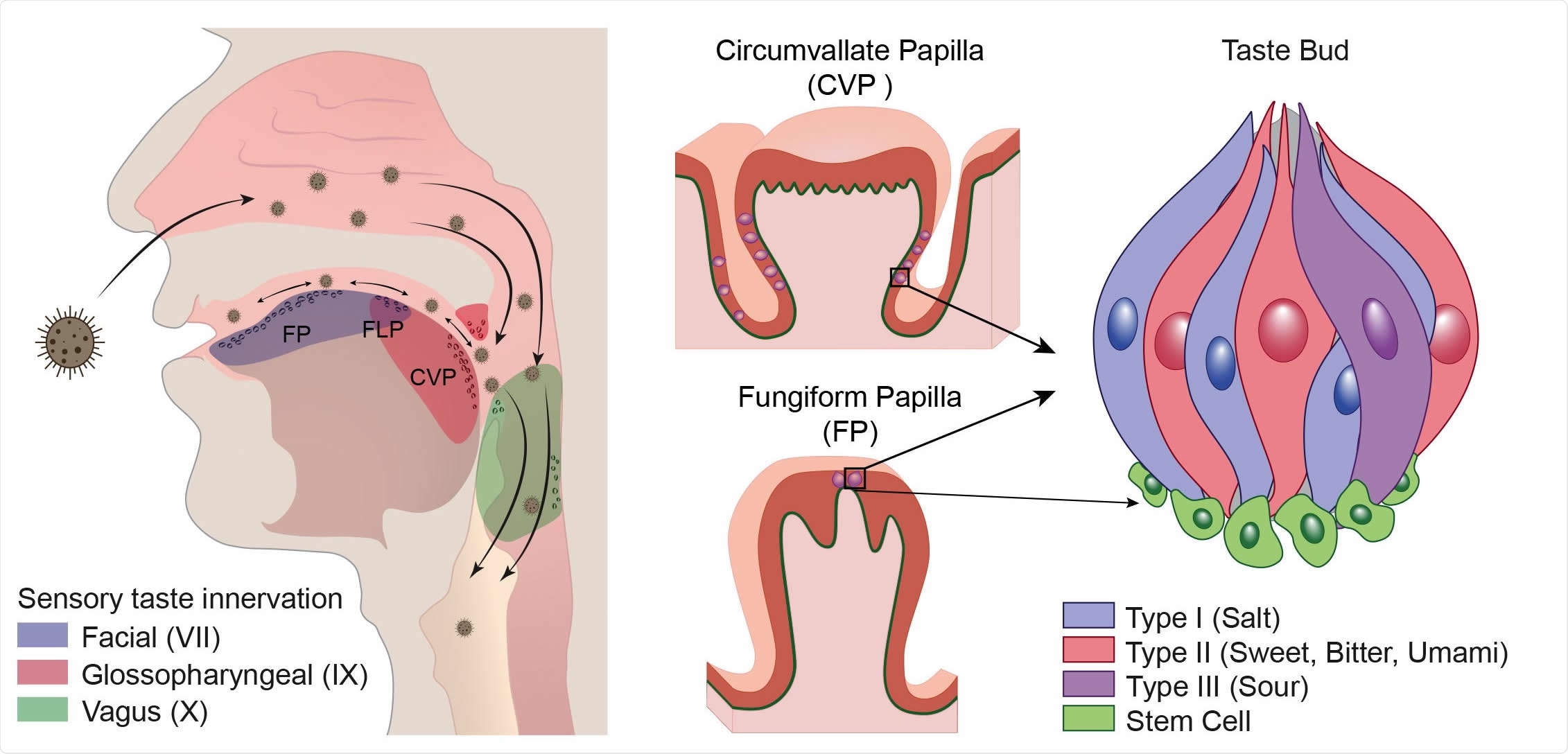 How does Covid 19 affect your taste buds?