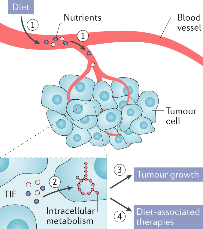 How does diet affect cancer treatment?