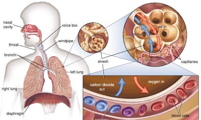 How does exercise affect gas exchange in the lungs?