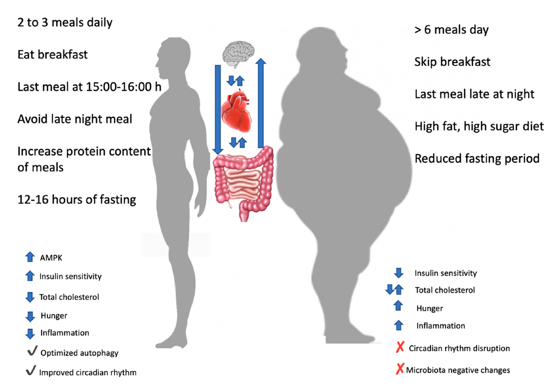 How does fasting affect gut health?