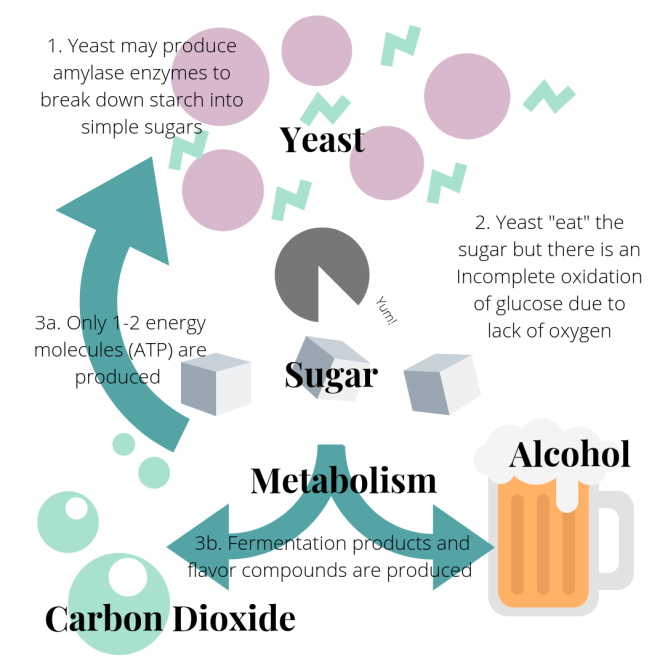 How does fermentation make food last longer?