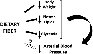 How does Fibre help blood pressure?