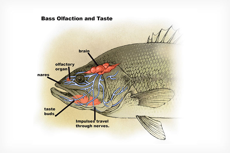 How does fish brain taste?