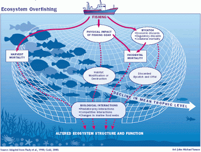 How does fishing affect the environment negatively?