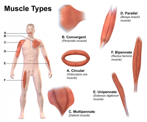 How does food affect the muscular system?