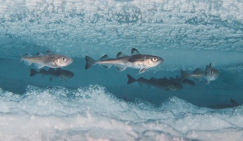 How does freezing affect fish?
