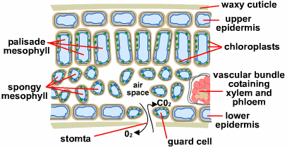 How does gas exchange occur in plants?