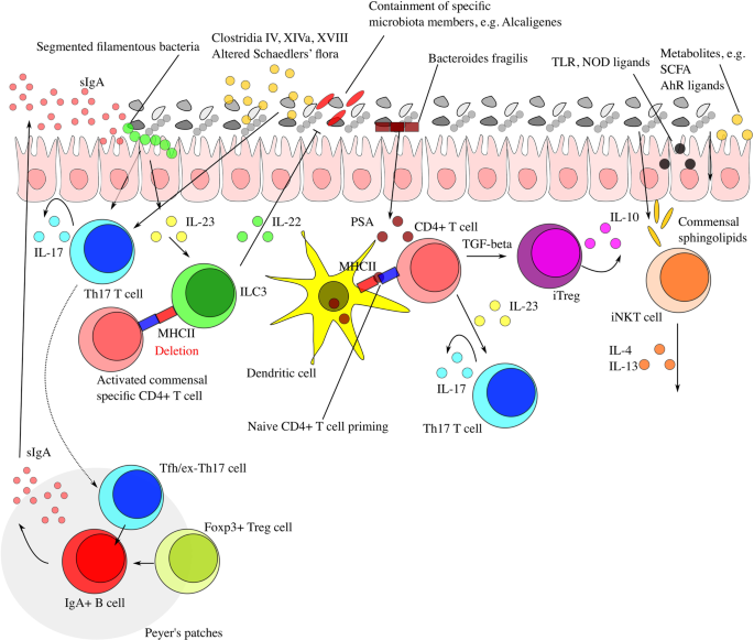 How does gut microbiota affect the immune system?