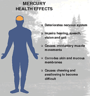 How does mercury affect the body?