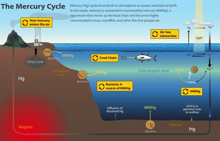 How does mercury get into the ocean?