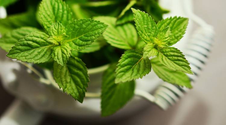 How does peppermint help with bloating?
