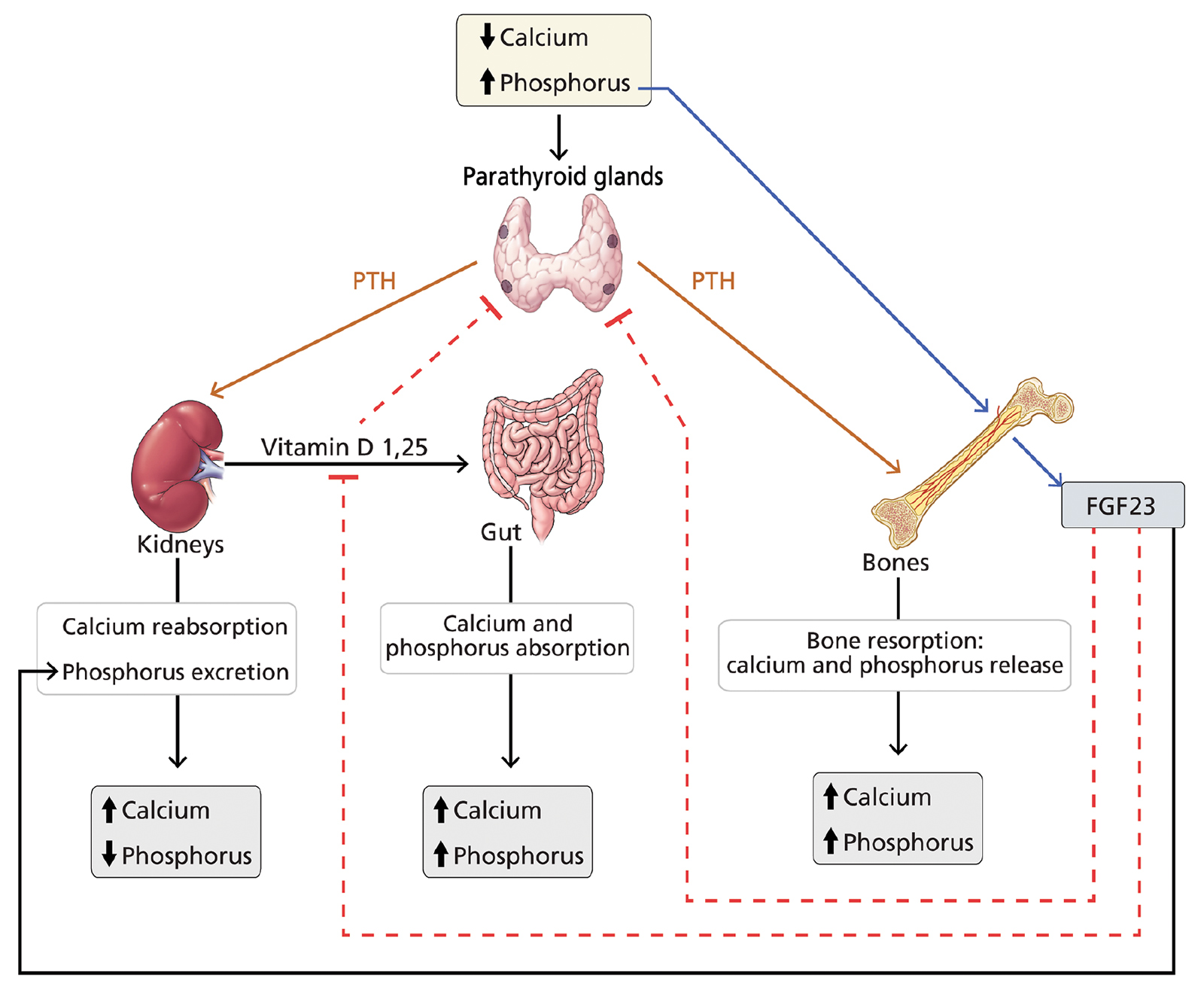 How does phosphorus affect calcium absorption?