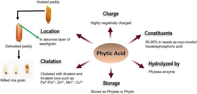 How does phytic acid affect mineral metabolism?
