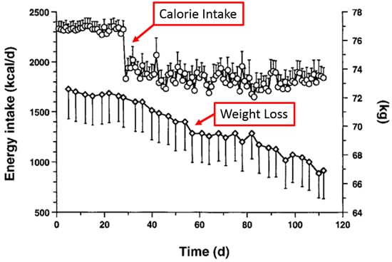 How does protein affect fat loss?