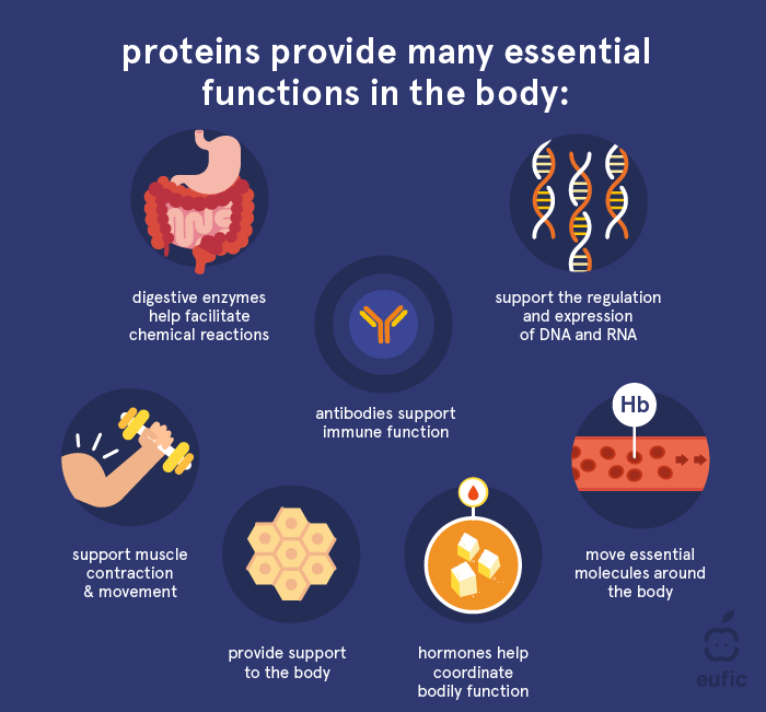 How does protein affect our bodies?