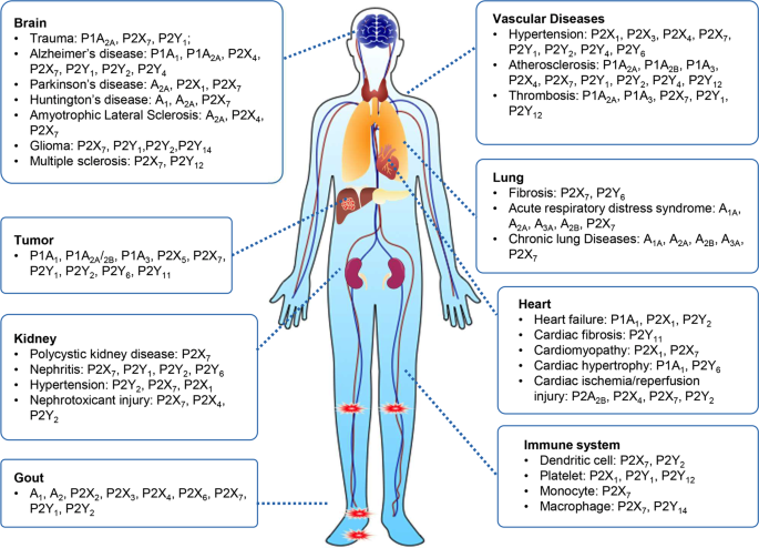 How does purine affect the body?