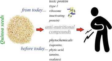 How does quinoa remove phytic acid?