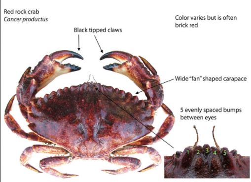 How does red rock crab taste?