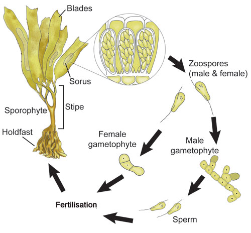 How does seaweed grow and reproduce?