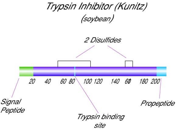 How does soybean inhibit trypsin?