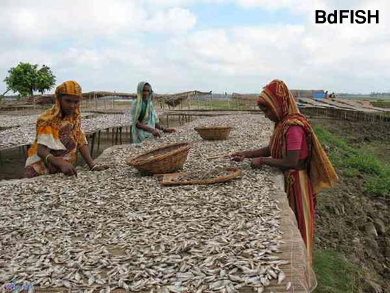 How does sun drying preserve fish?