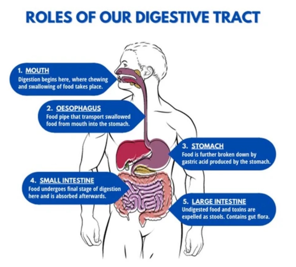 How does the aging process affect the gastrointestinal system?